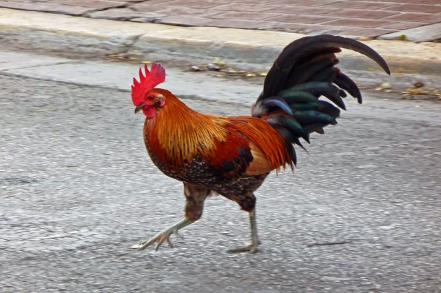 The Chickens of Key West, February 2017 | Michigan Traveler